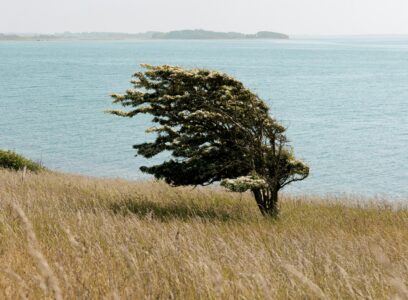 Selbstregulation trainieren: Sei der Baum im Wind! +4 Übungen